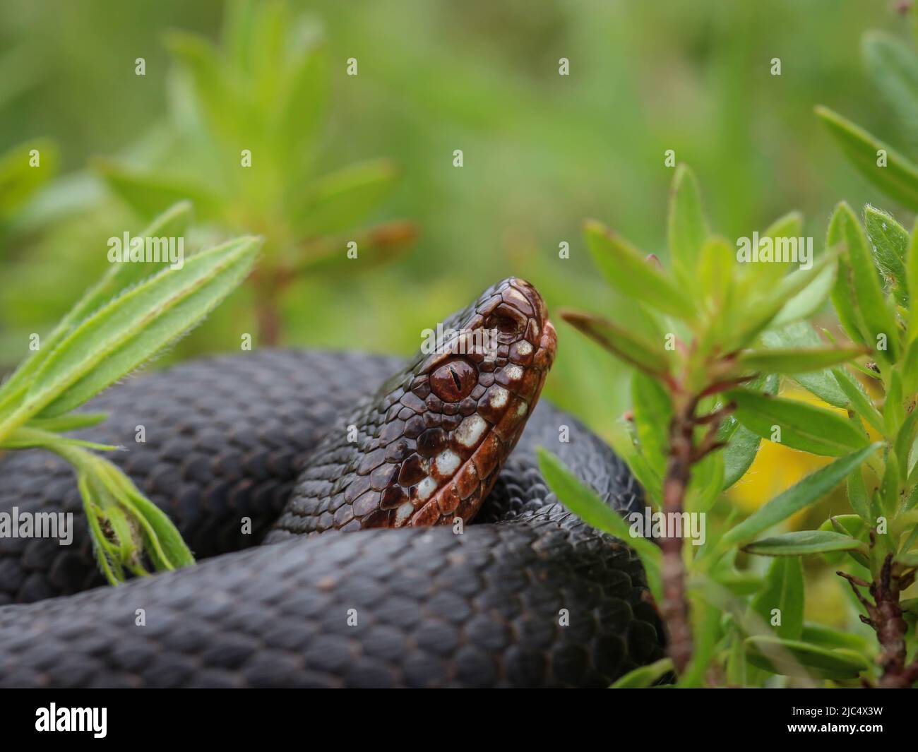 Almost melanistic female of the common European viper (latin name ...