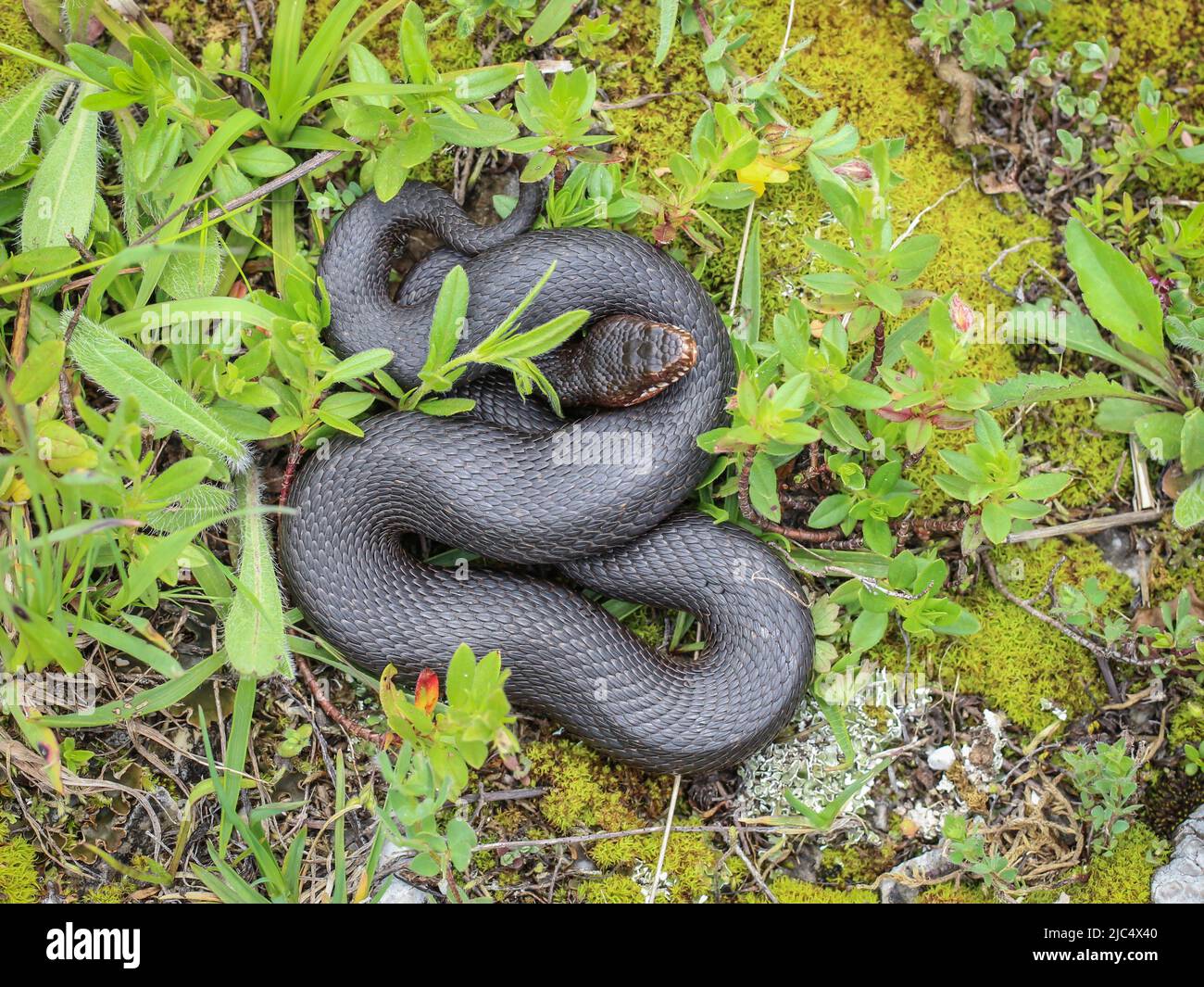 Almost melanistic female of the common European viper (latin name ...