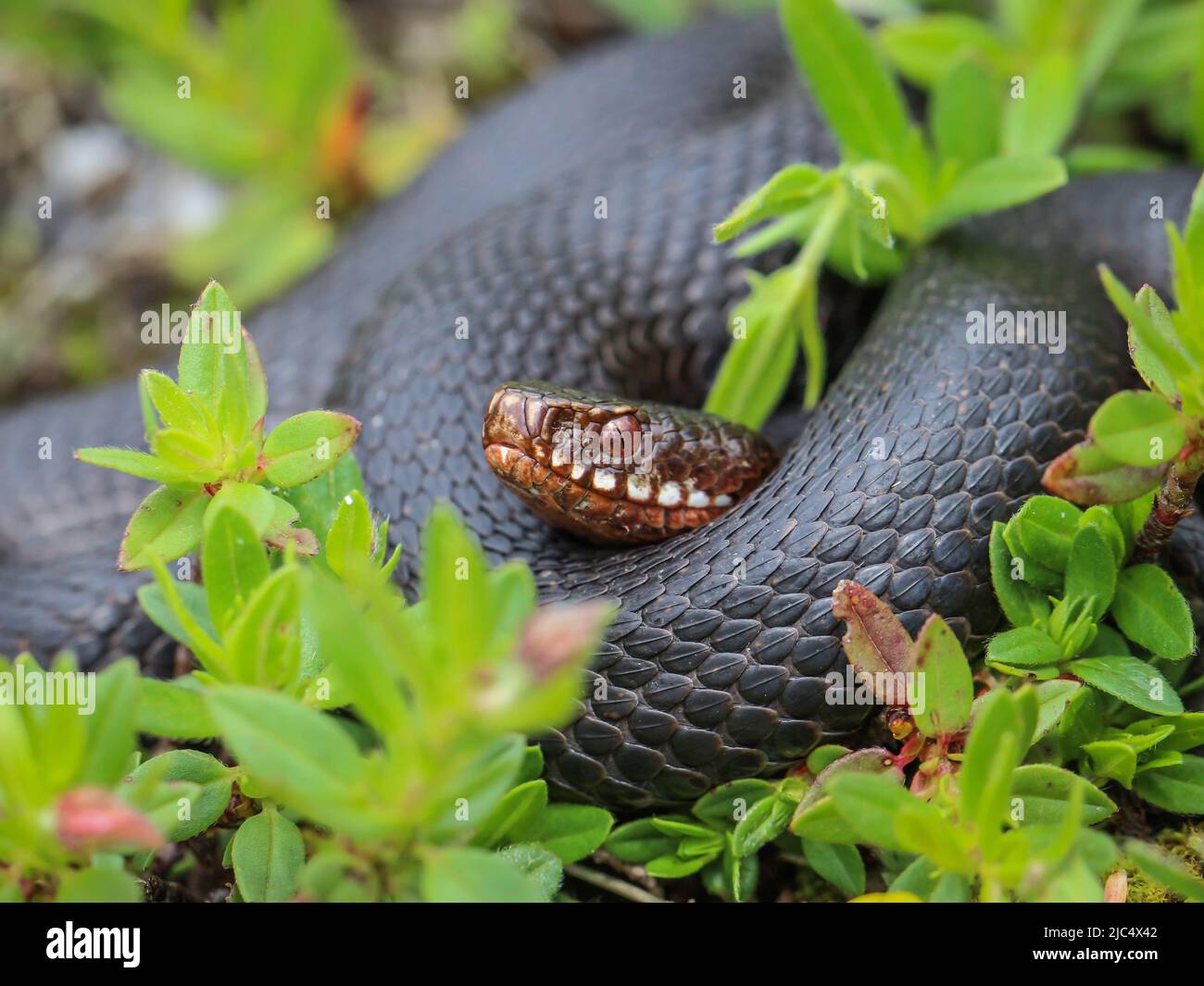Almost melanistic female of the common European viper (latin name ...