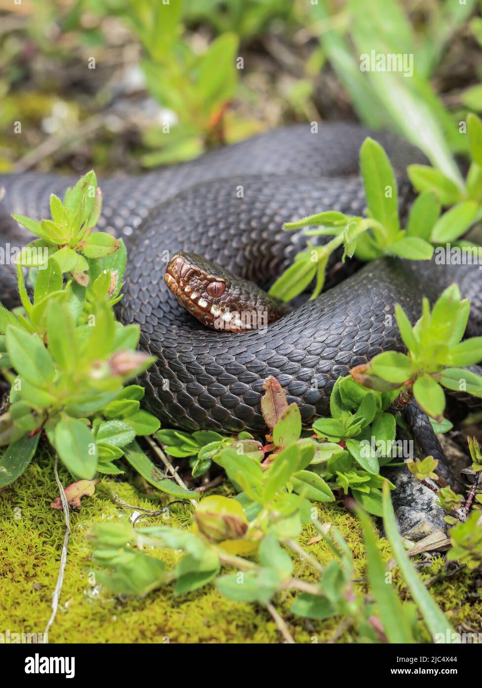 Almost melanistic female of the common European viper (latin name ...
