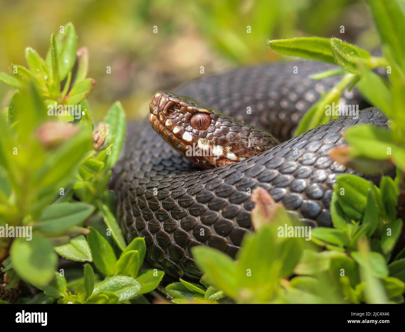 Almost melanistic female of the common European viper (latin name ...