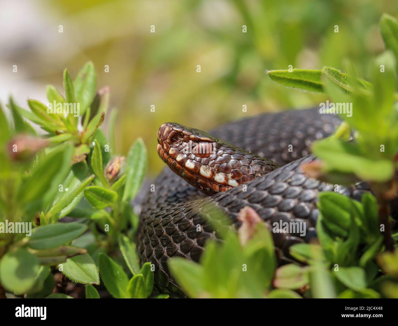 Almost melanistic female of the common European viper (latin name ...