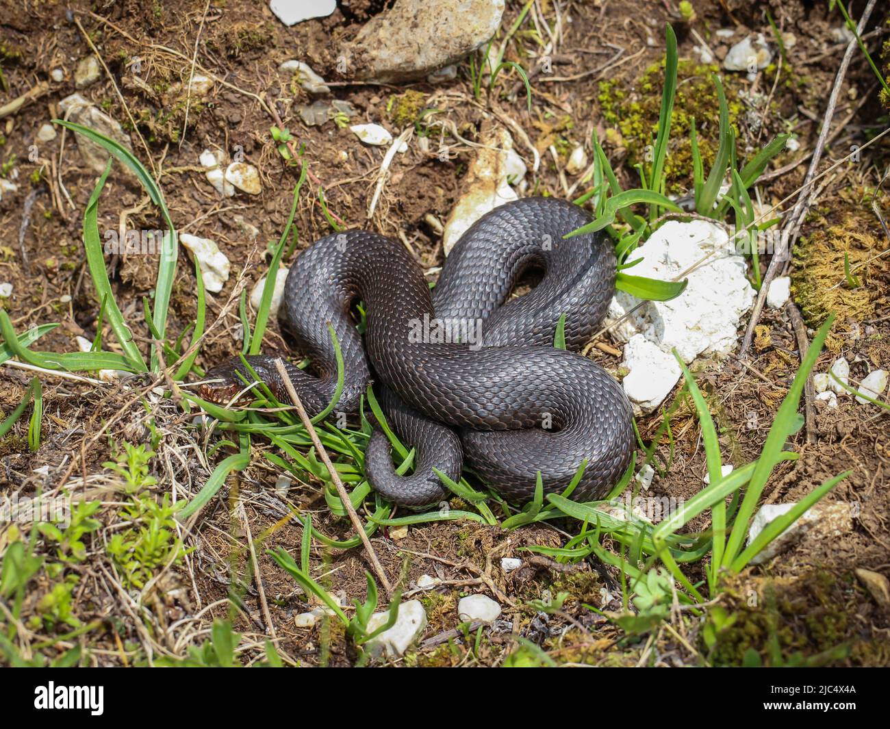 Almost melanistic female of the common European viper (latin name ...