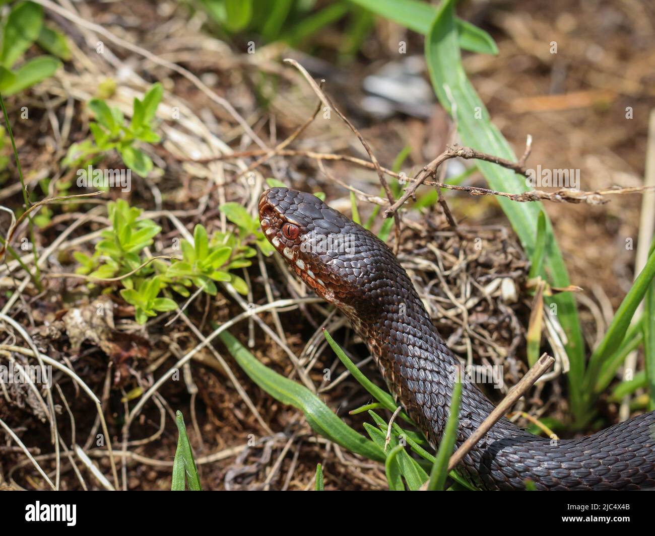 Almost melanistic female of the common European viper (latin name ...