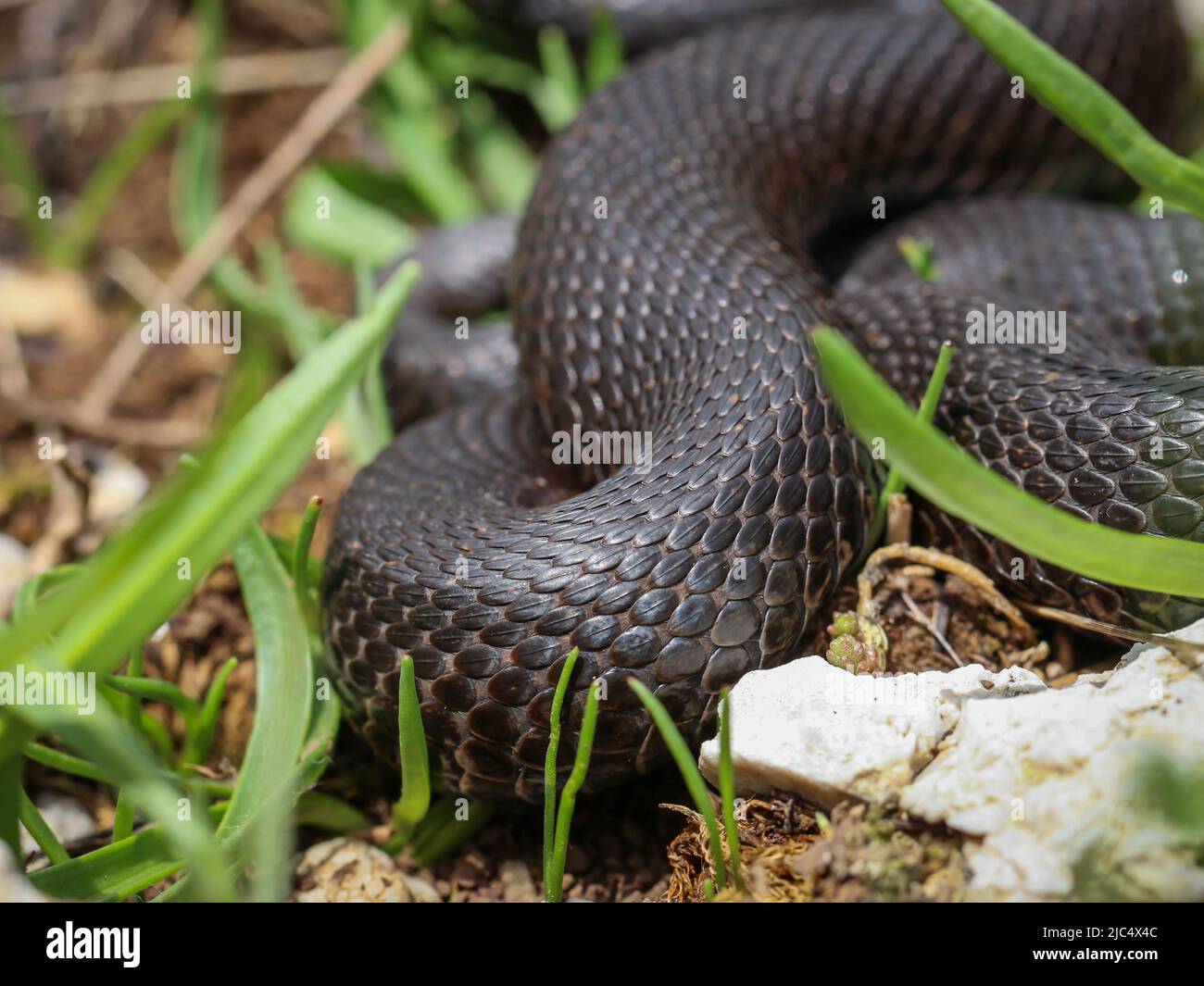 Almost melanistic female of the common European viper (latin name ...