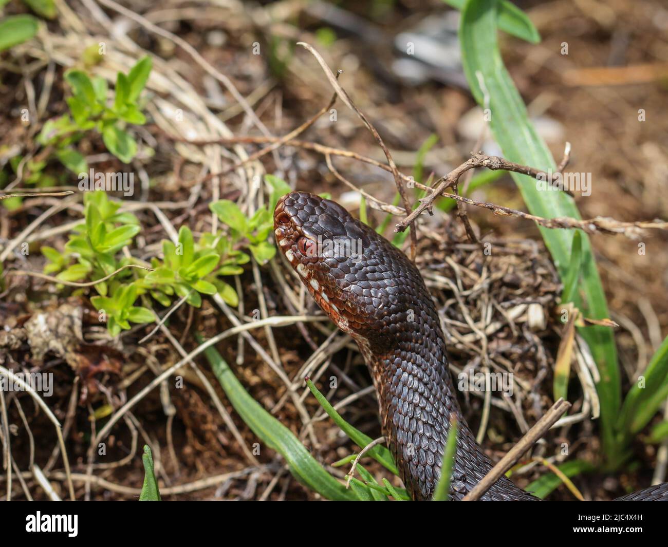 Almost melanistic female of the common European viper (latin name ...