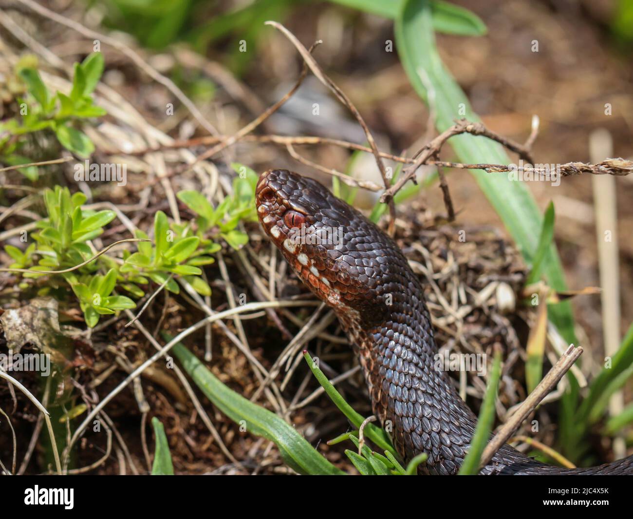 Almost melanistic female of the common European viper (latin name ...