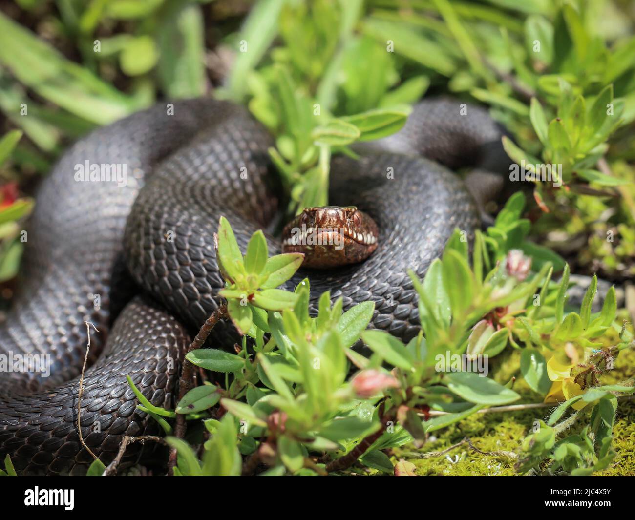 Almost melanistic female of the common European viper (latin name ...