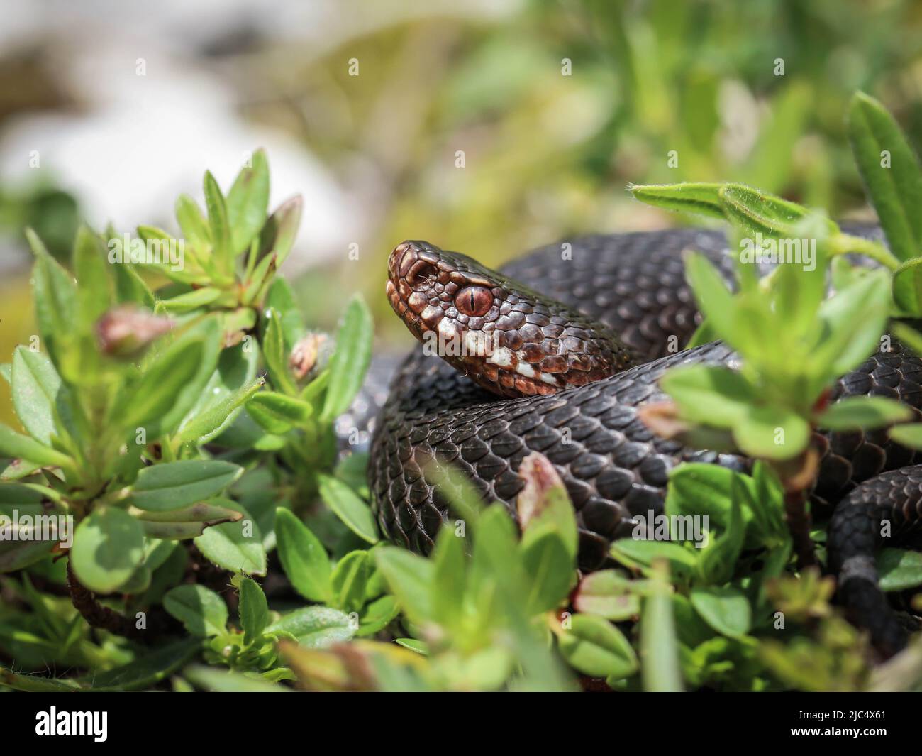 Almost melanistic female of the common European viper (latin name ...