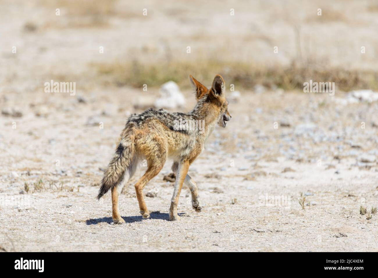 Wild jackal in the African savanna Stock Photo - Alamy