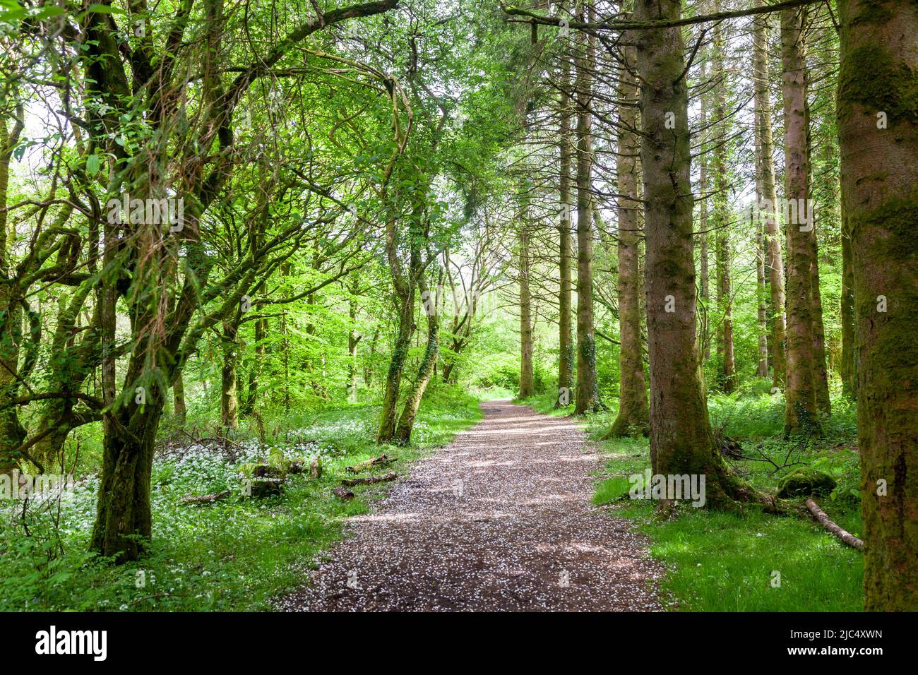 Scottish forests and woods hi-res stock photography and images - Alamy