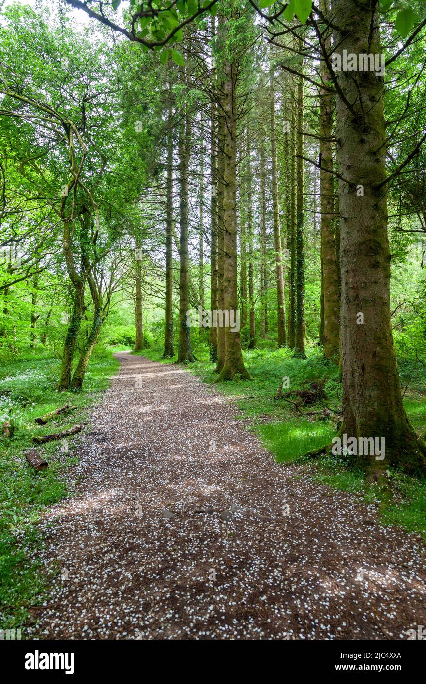 Scottish forests and woods hi-res stock photography and images - Alamy