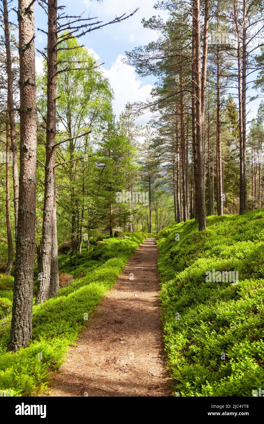 Beautiful walk through trees hi-res stock photography and images - Alamy