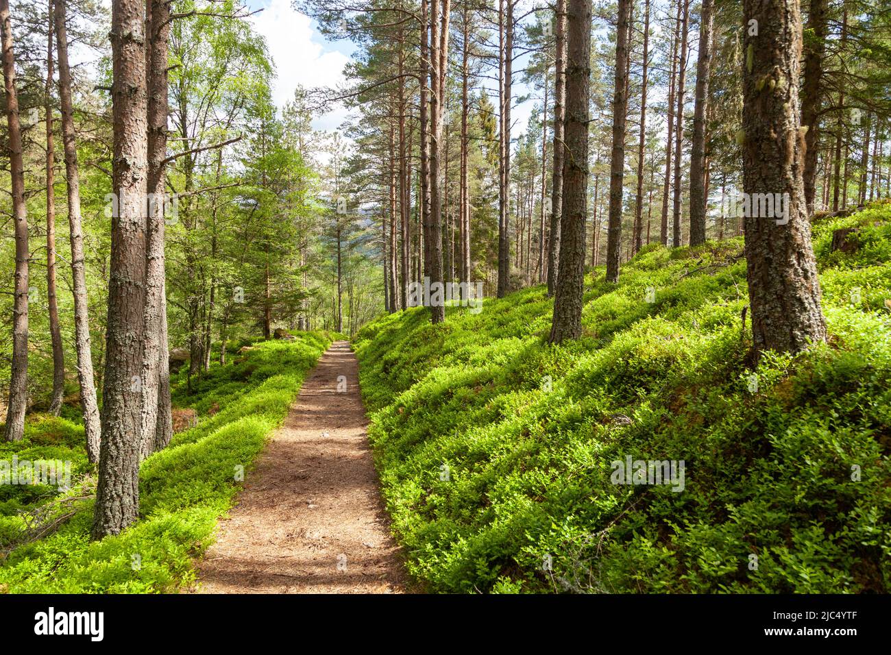 Scottish highlands woodland walk hi-res stock photography and images ...