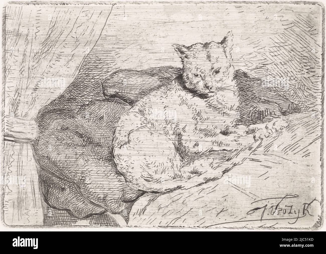 A cat lying on a bed. On the left a curtain, Cat on bed, print maker ...