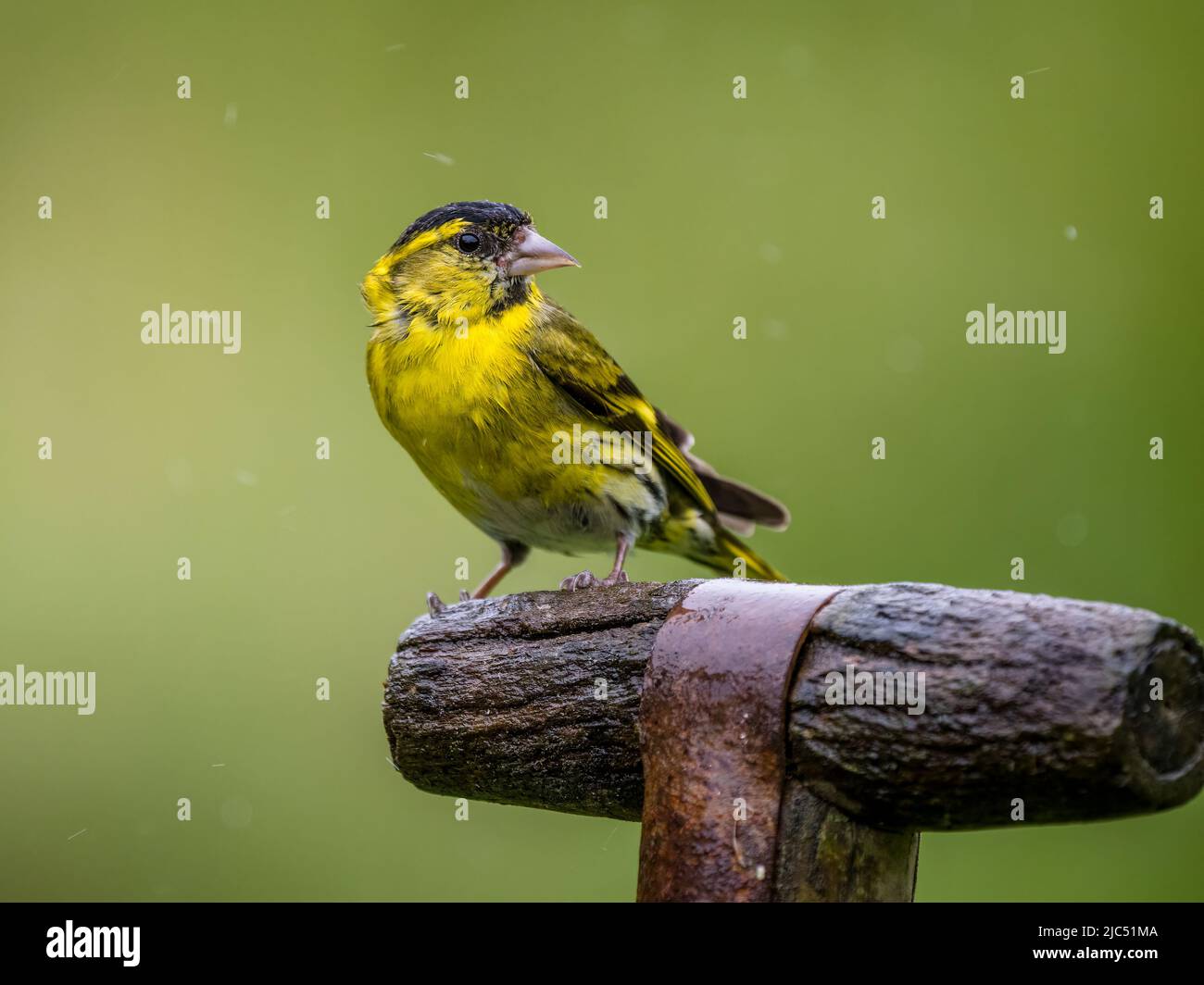 Rain props hi-res stock photography and images - Alamy