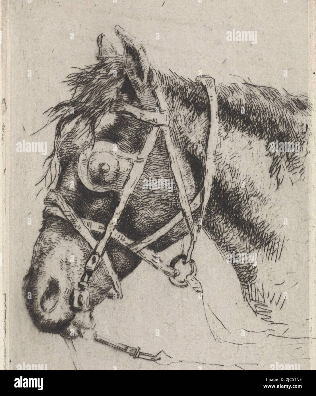 Head of a horse, with bridle and blinkers, print maker: Jan Vrolijk ...