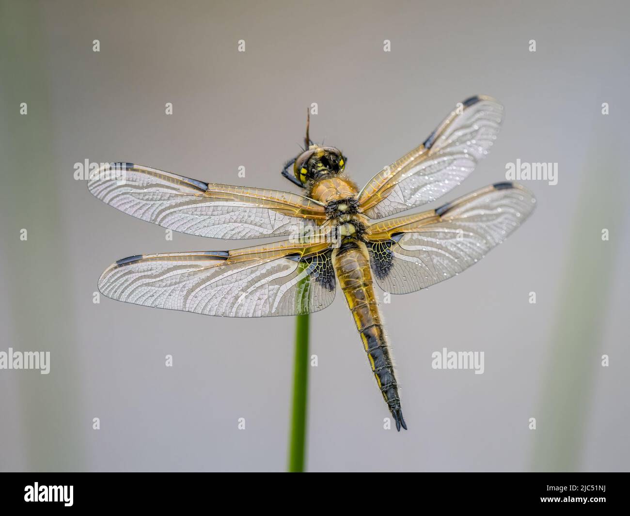 A four-spotted chaser in late spring in mid Wales Stock Photo - Alamy