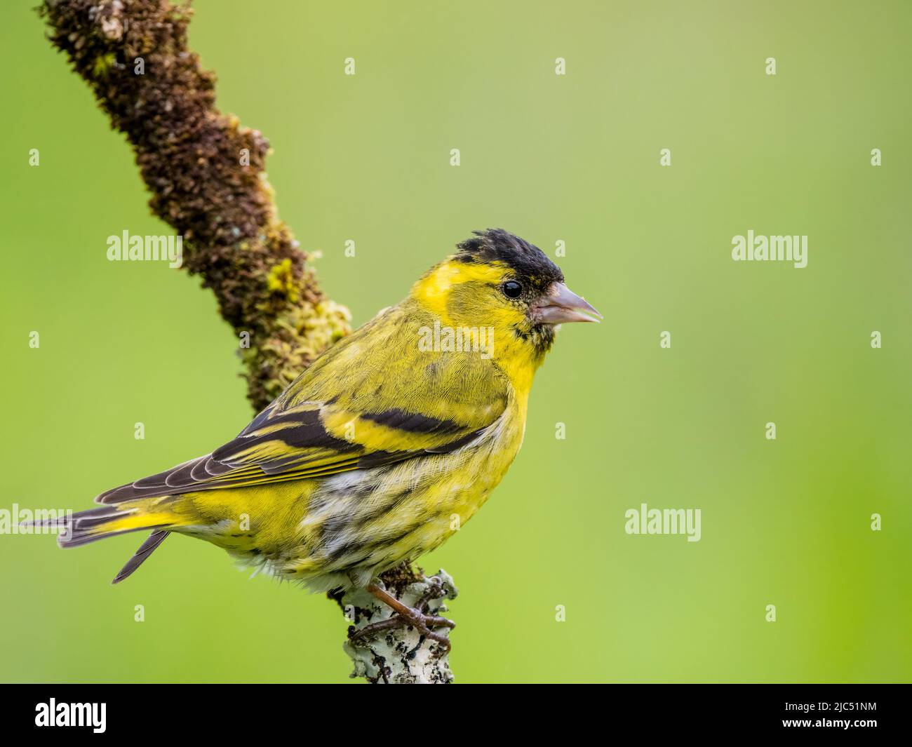 Mid and late spring hi-res stock photography and images - Alamy