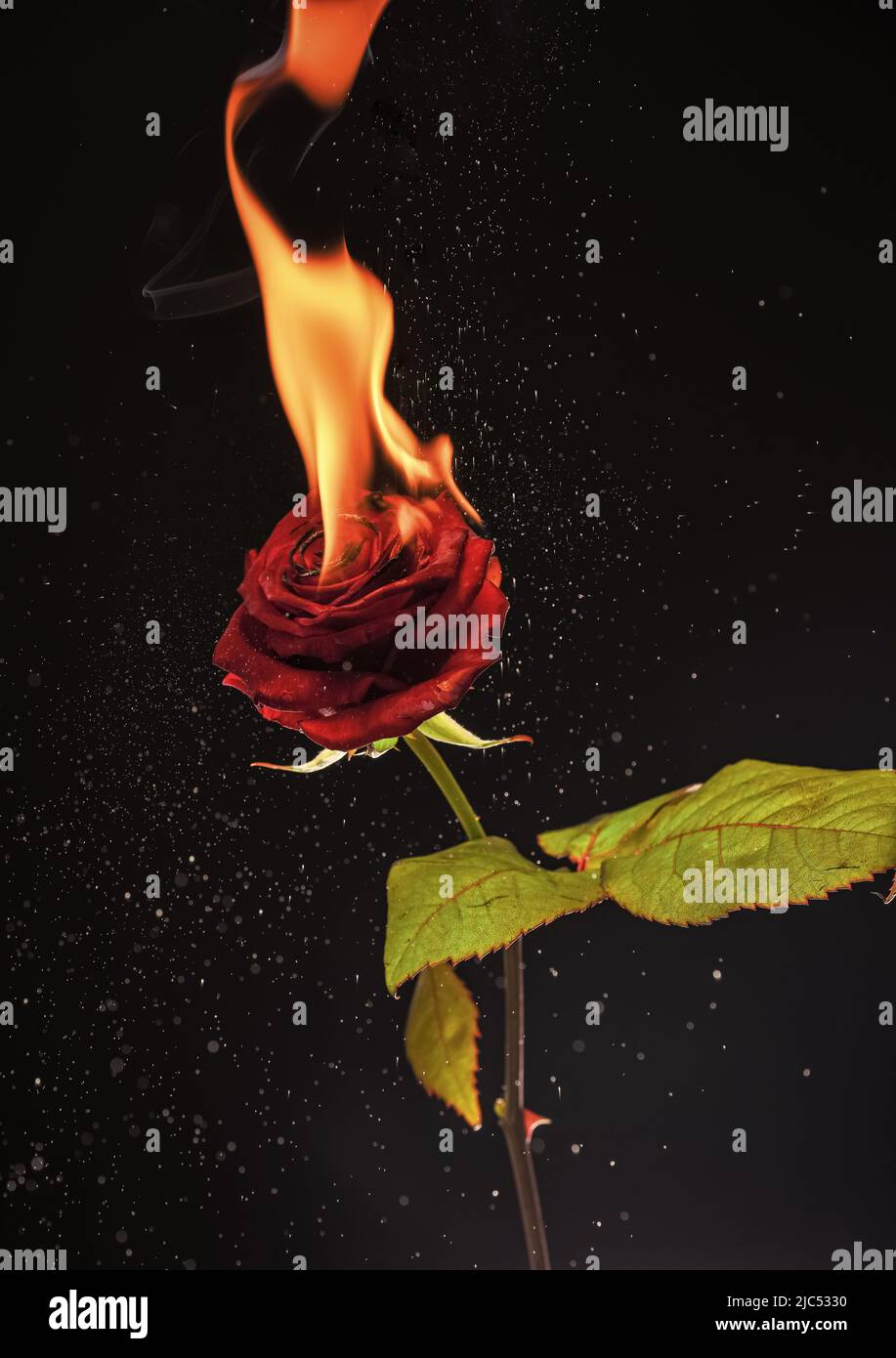 Fresh red rose flower blazing with hot flame and sparks dark background ...