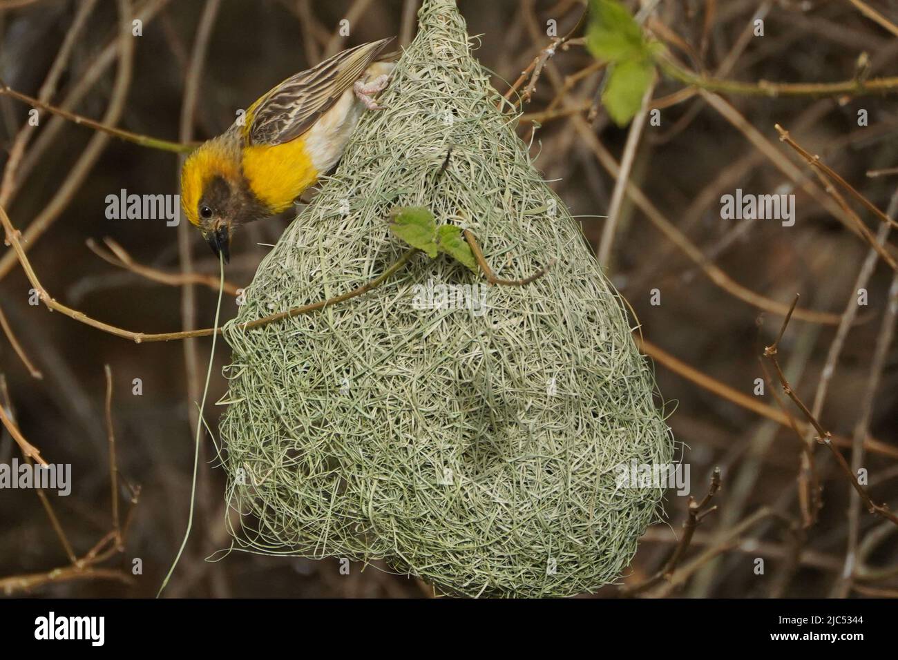 A Baya weaver bird builds a nest in outskirts of Ajmer, India on 06 ...