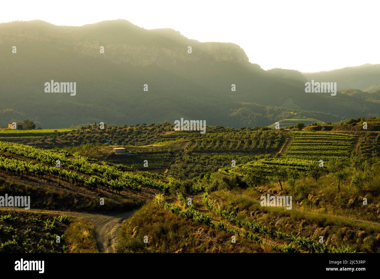 landscape of vineyards in the Priorat wine region in Tarragona in Spain ...