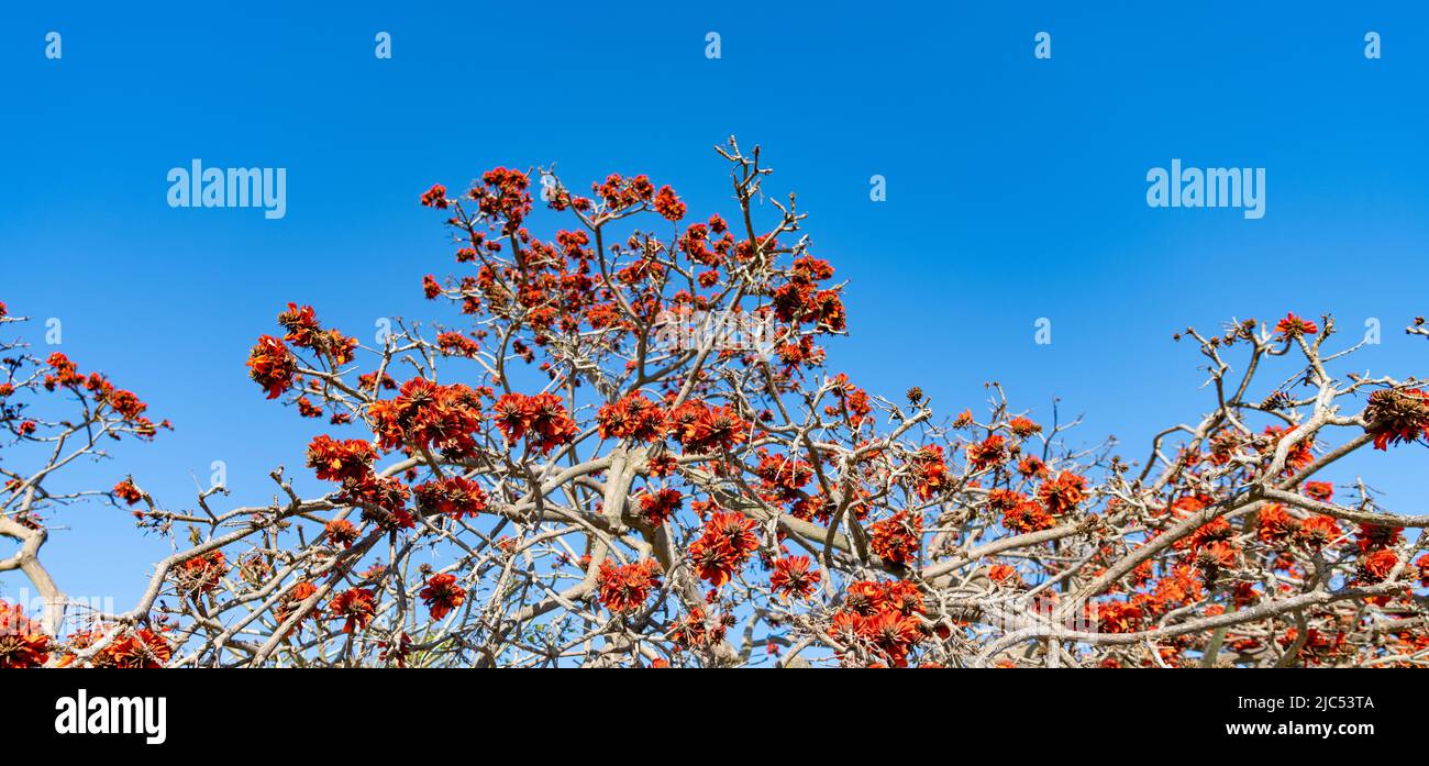 Blossoming treetop on blue sky in spring Stock Photo - Alamy