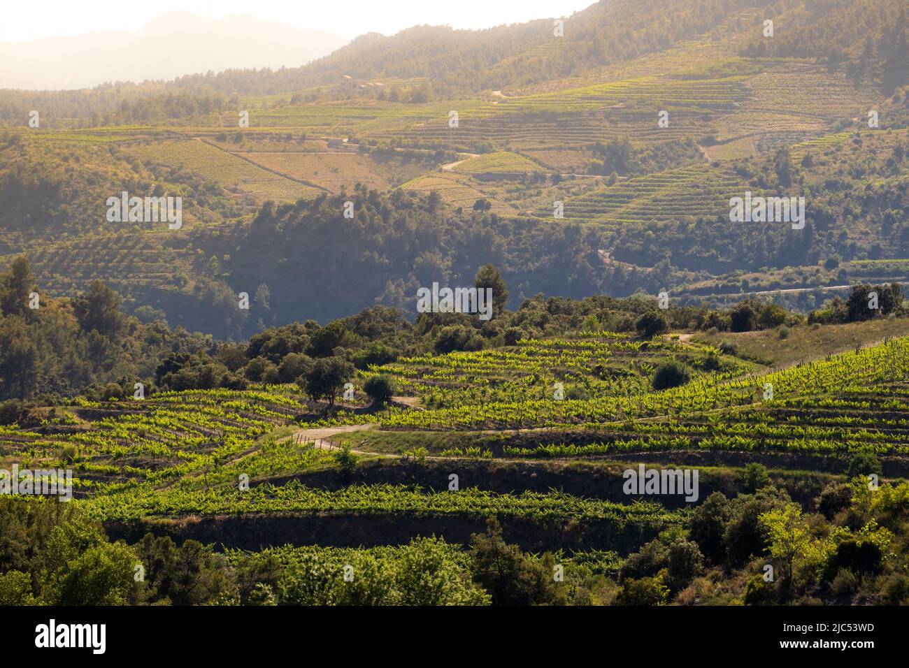 landscape of vineyards in the Priorat wine region in Tarragona in Spain ...