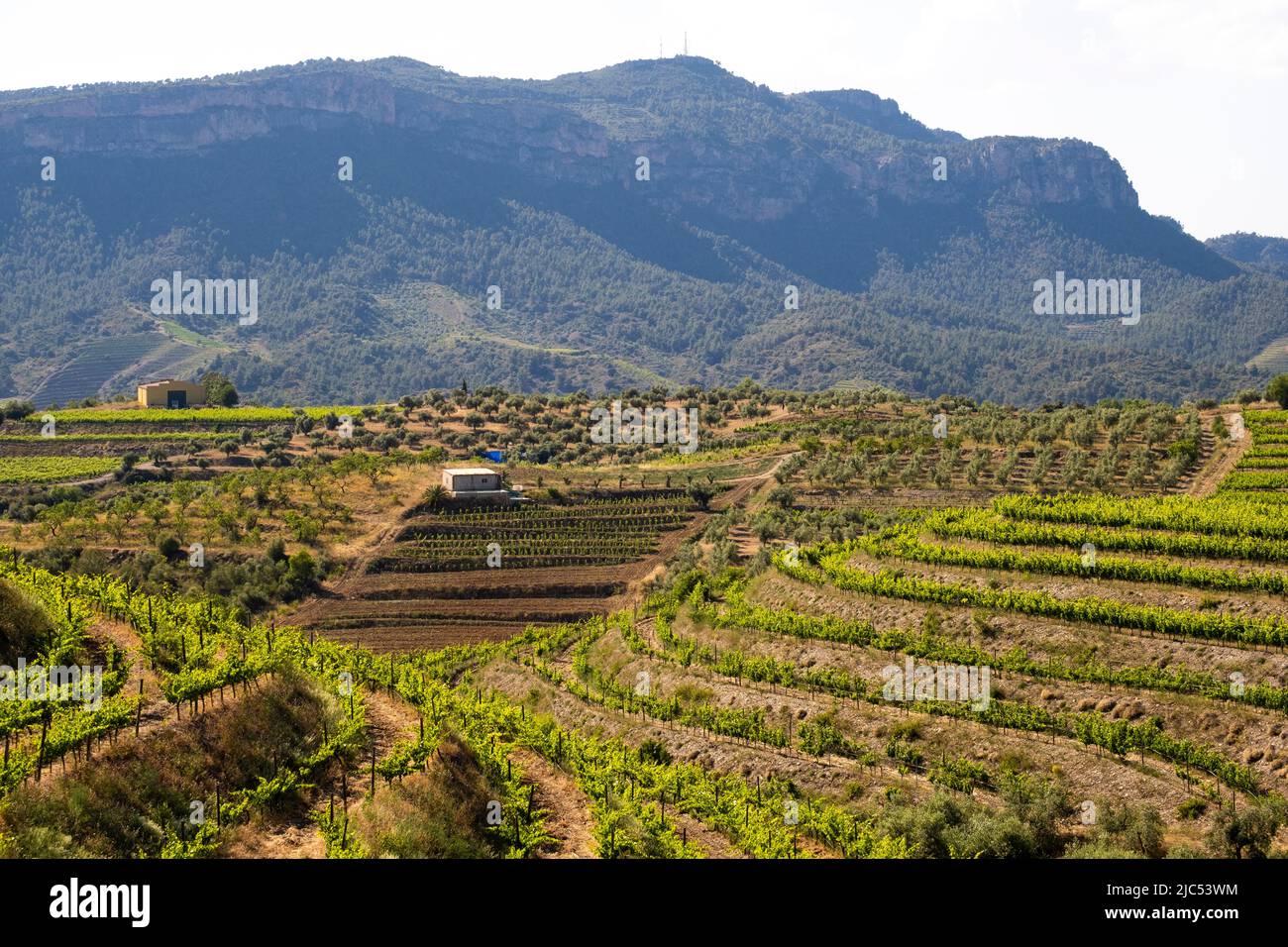 landscape of vineyards in the Priorat wine region in Tarragona in Spain ...