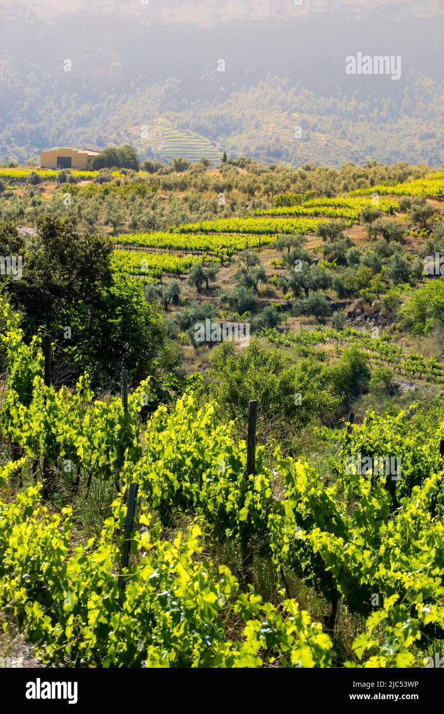 landscape of vineyards in the Priorat wine region in Tarragona in Spain ...