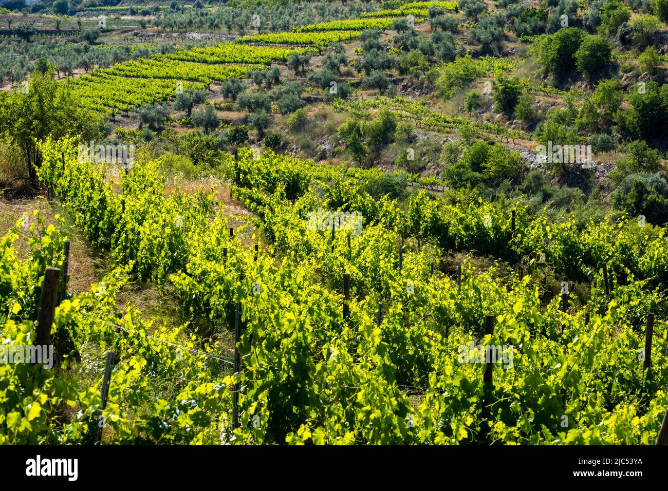 landscape of vineyards in the Priorat wine region in Tarragona in Spain ...