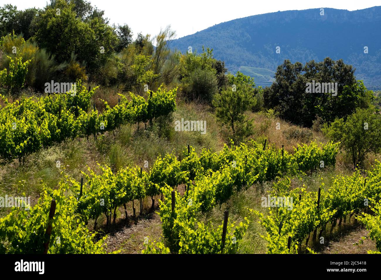 landscape of vineyards in the Priorat wine region in Tarragona in Spain ...