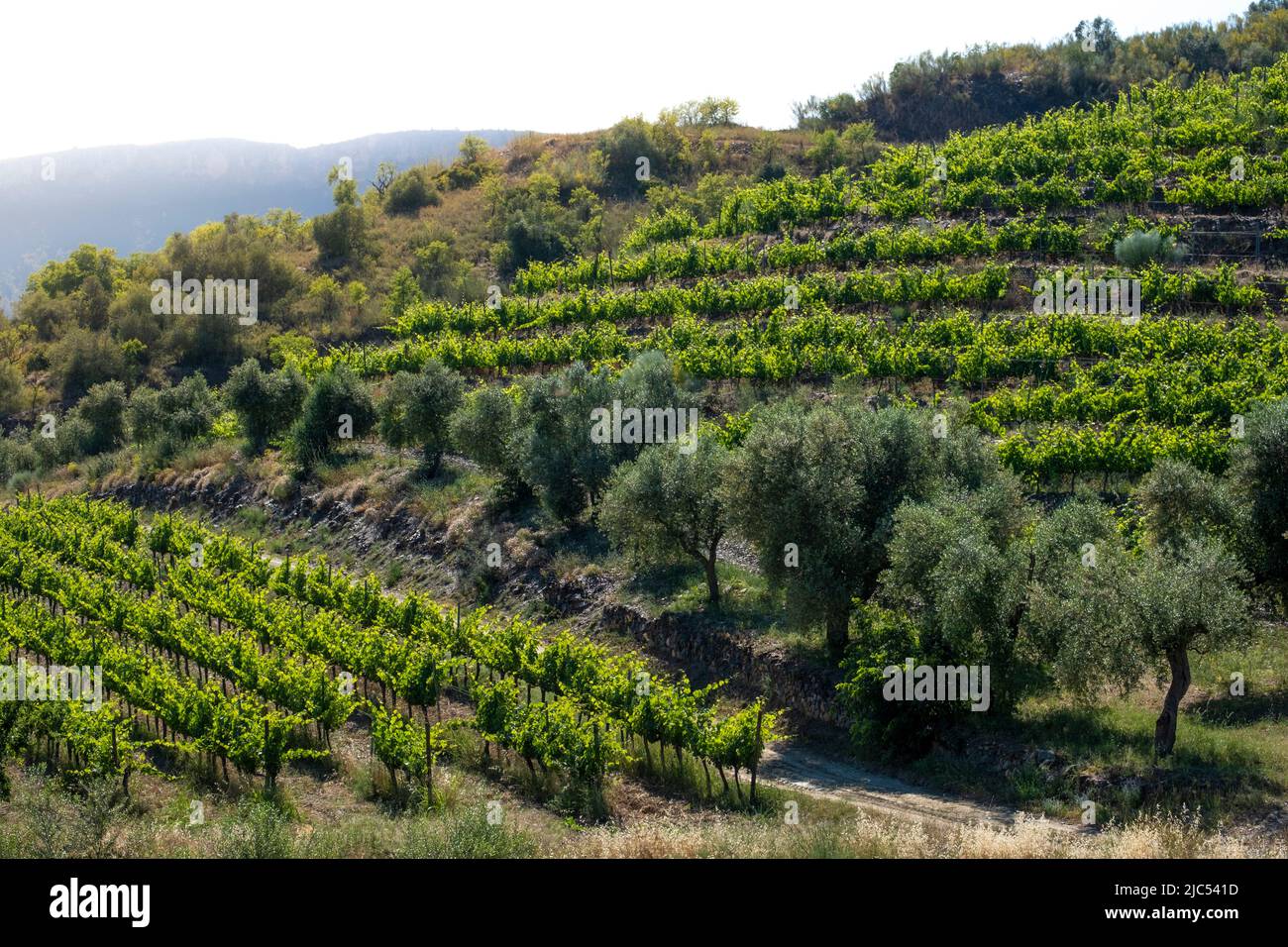 landscape of vineyards in the Priorat wine region in Tarragona in Spain ...