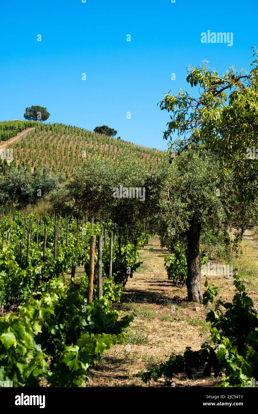 landscape of vineyards in the Priorat wine region in Tarragona in Spain ...