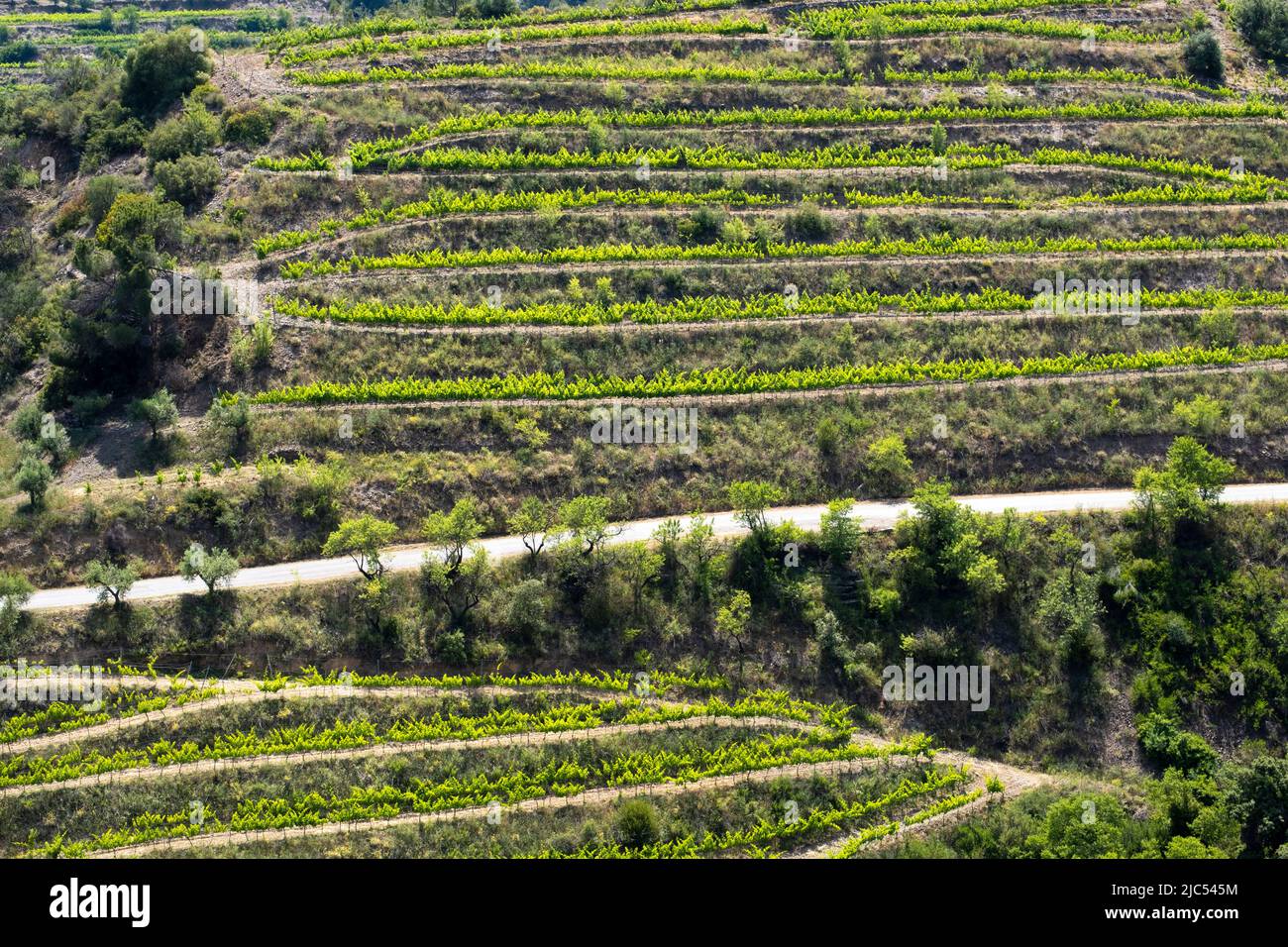 landscape of vineyards in the Priorat wine region in Tarragona in Spain ...