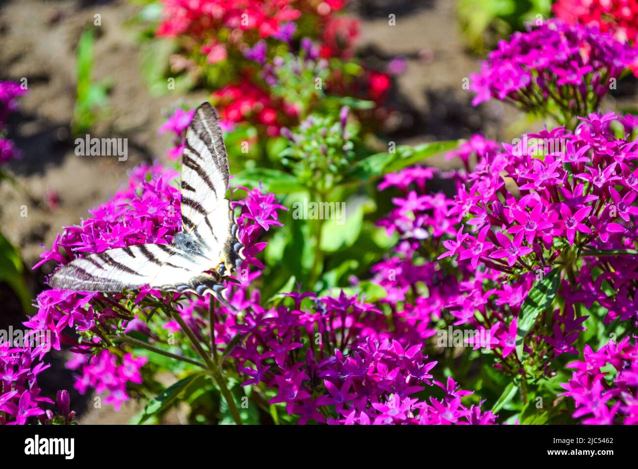 Protographium marcellus, the zebra swallowtail butterfly on pink ...