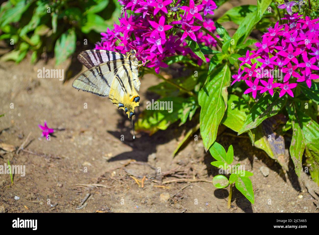 Protographium marcellus, the zebra swallowtail butterfly on pink ...