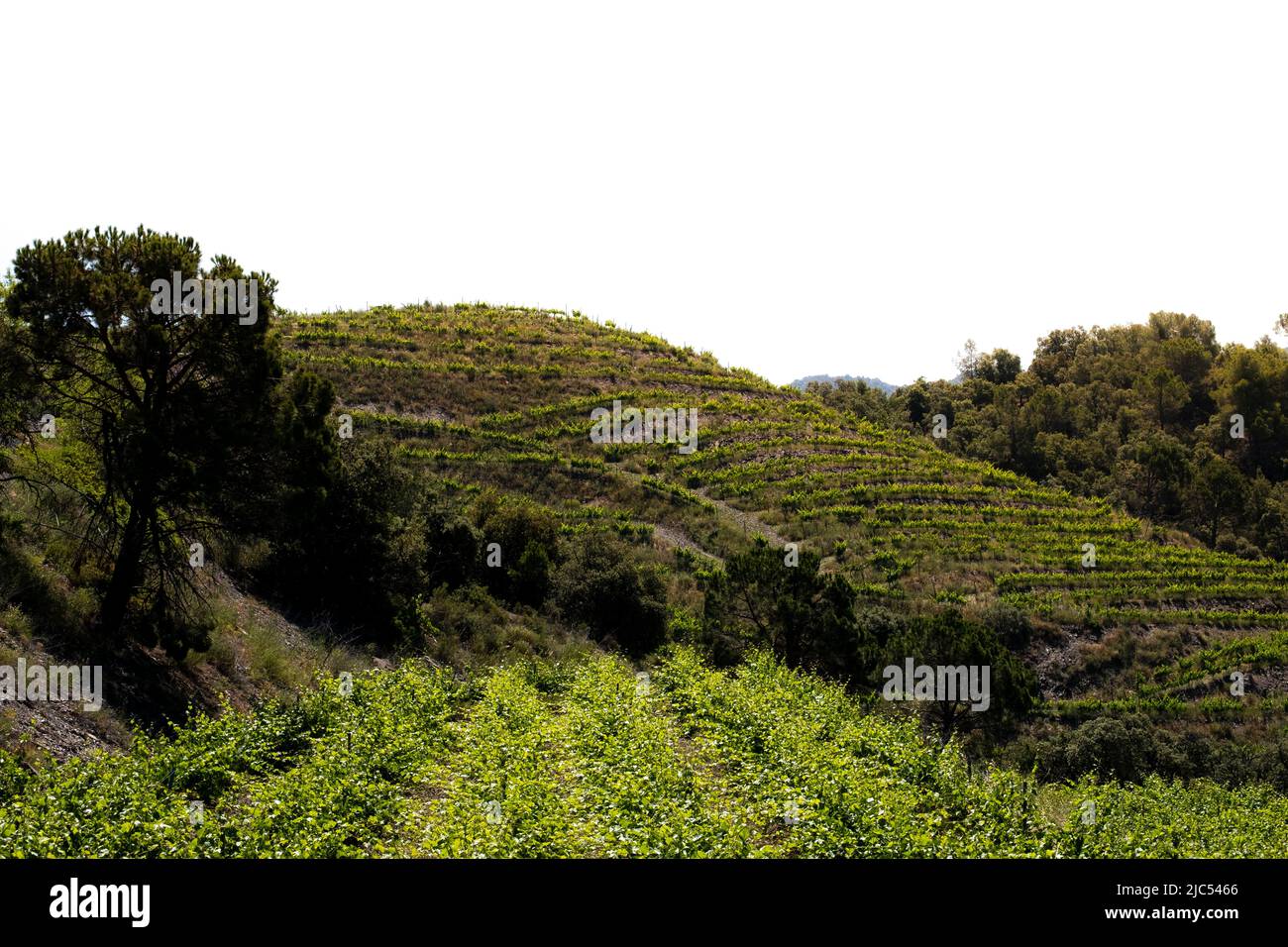 landscape of vineyards in the Priorat wine region in Tarragona in Spain ...