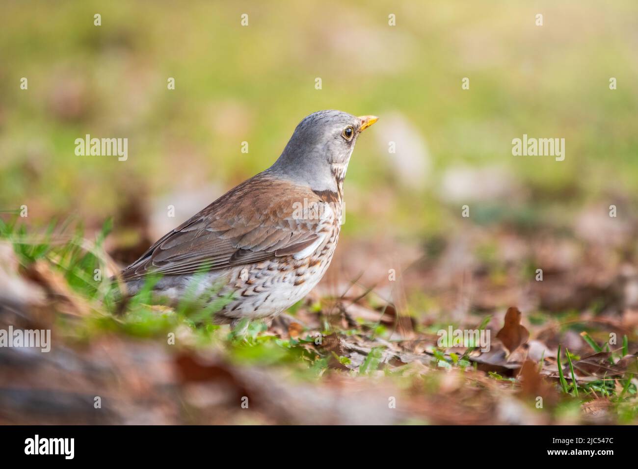 Fieldfare on a spring lawn. Fieldfare, Turdus pilaris. Close-up of ...