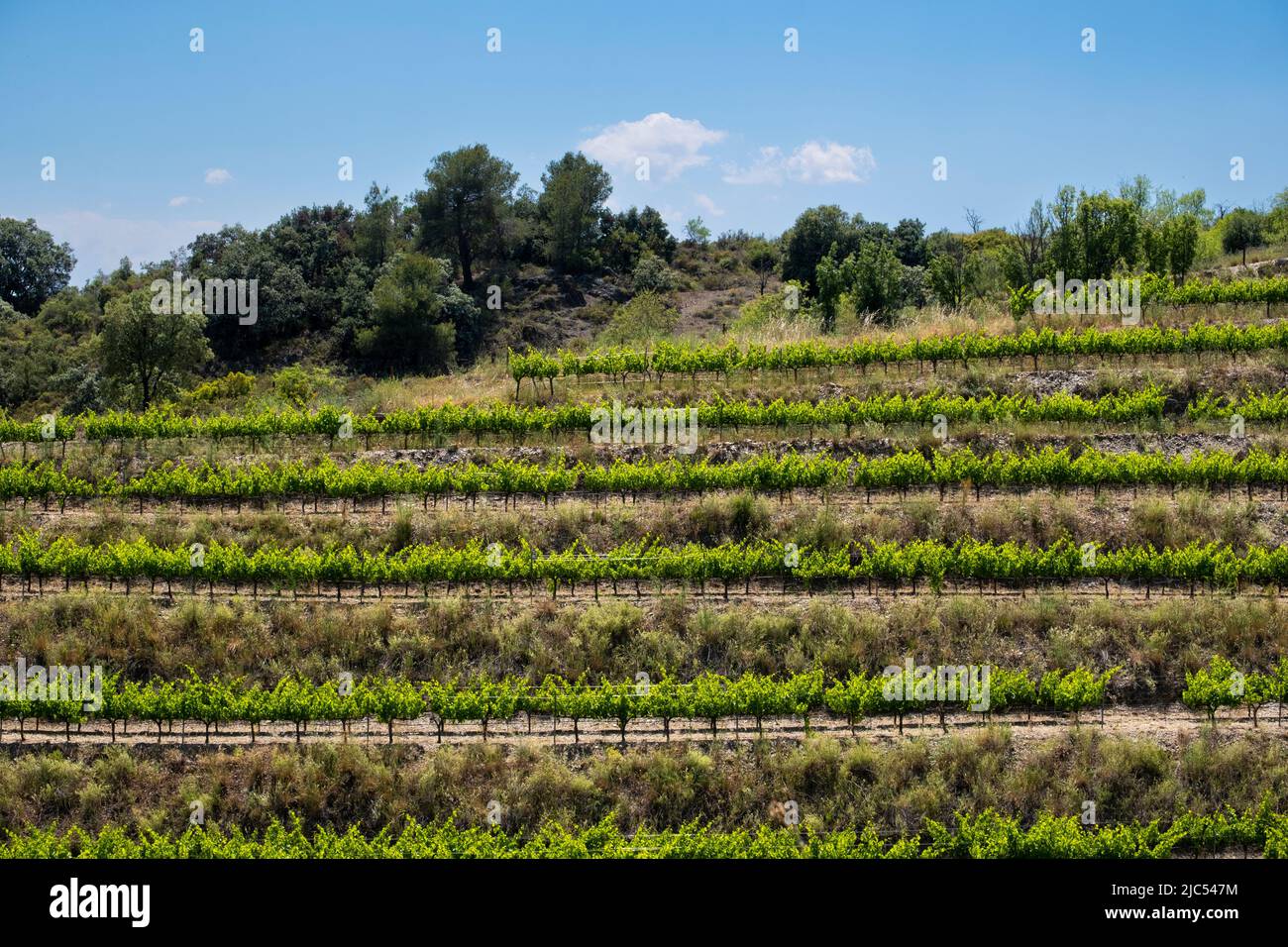 landscape of vineyards in the Priorat wine region in Tarragona in Spain ...