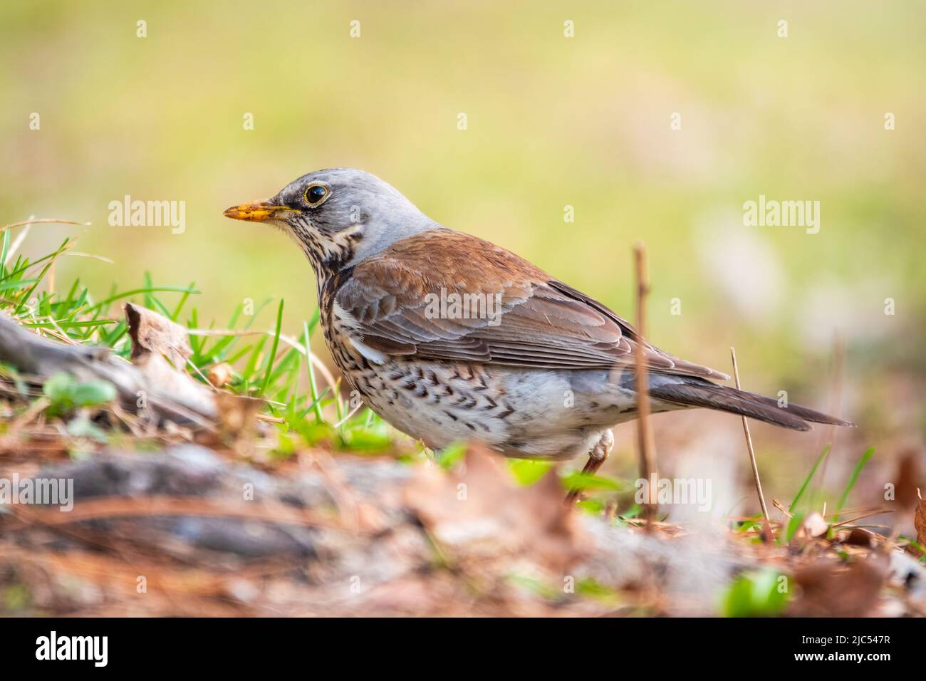Fieldfare on a spring lawn. Fieldfare, Turdus pilaris. Close-up of ...