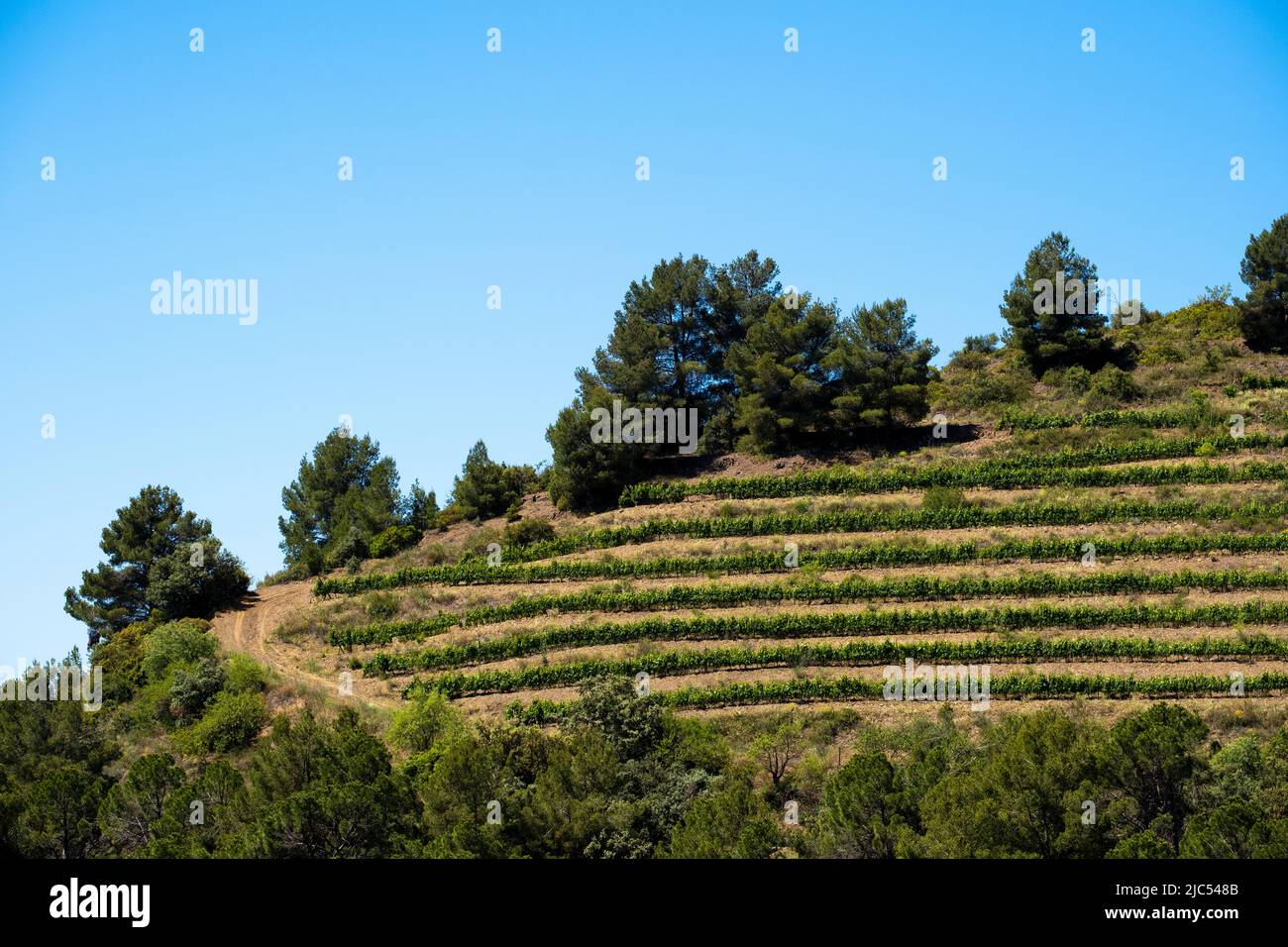 landscape of vineyards in the Priorat wine region in Tarragona in Spain ...