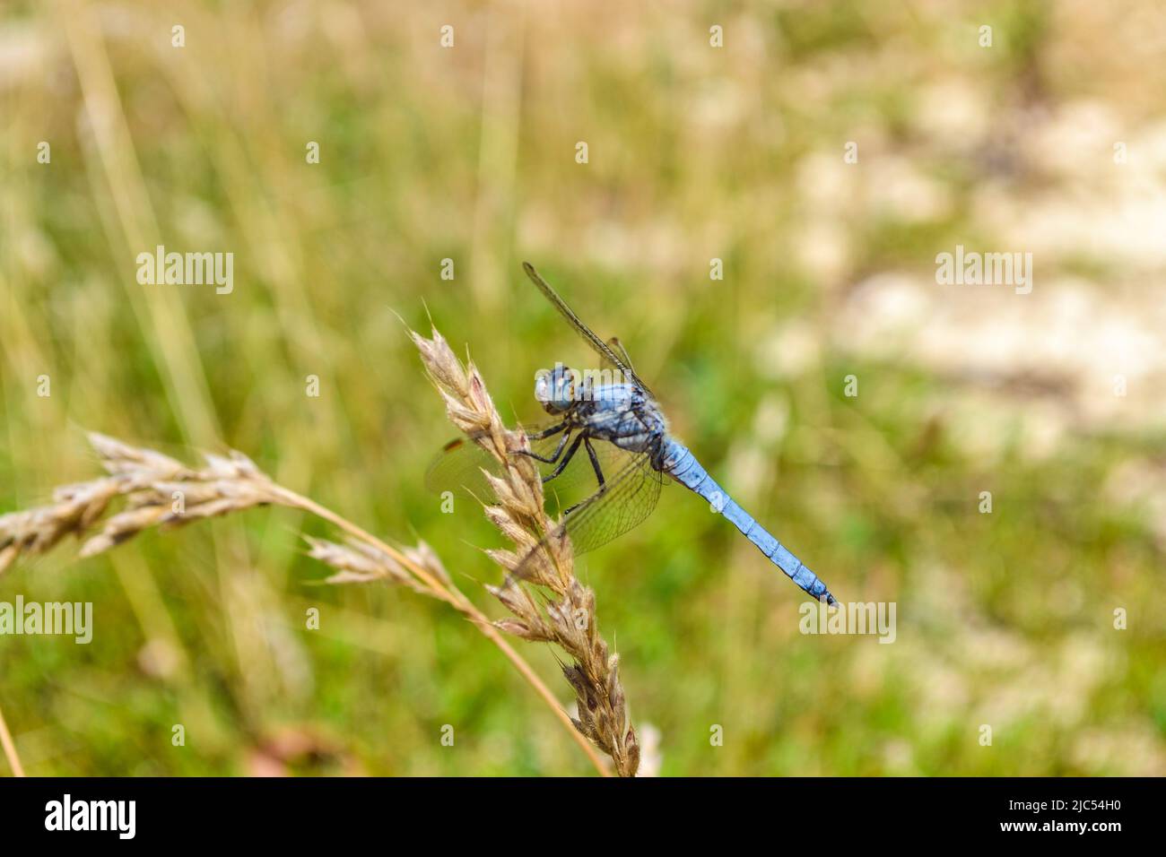 Dragonfly mountains in wings hi-res stock photography and images - Alamy