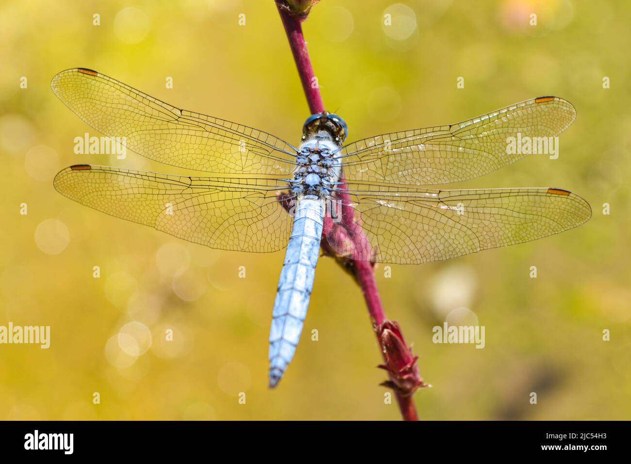 Dragonfly mountains in wings hi-res stock photography and images - Alamy