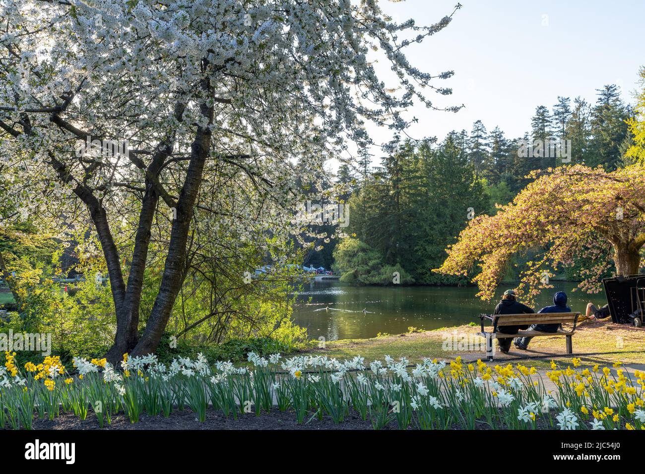 Central Park Lower Pond in springtime. Burnaby, British Columbia ...