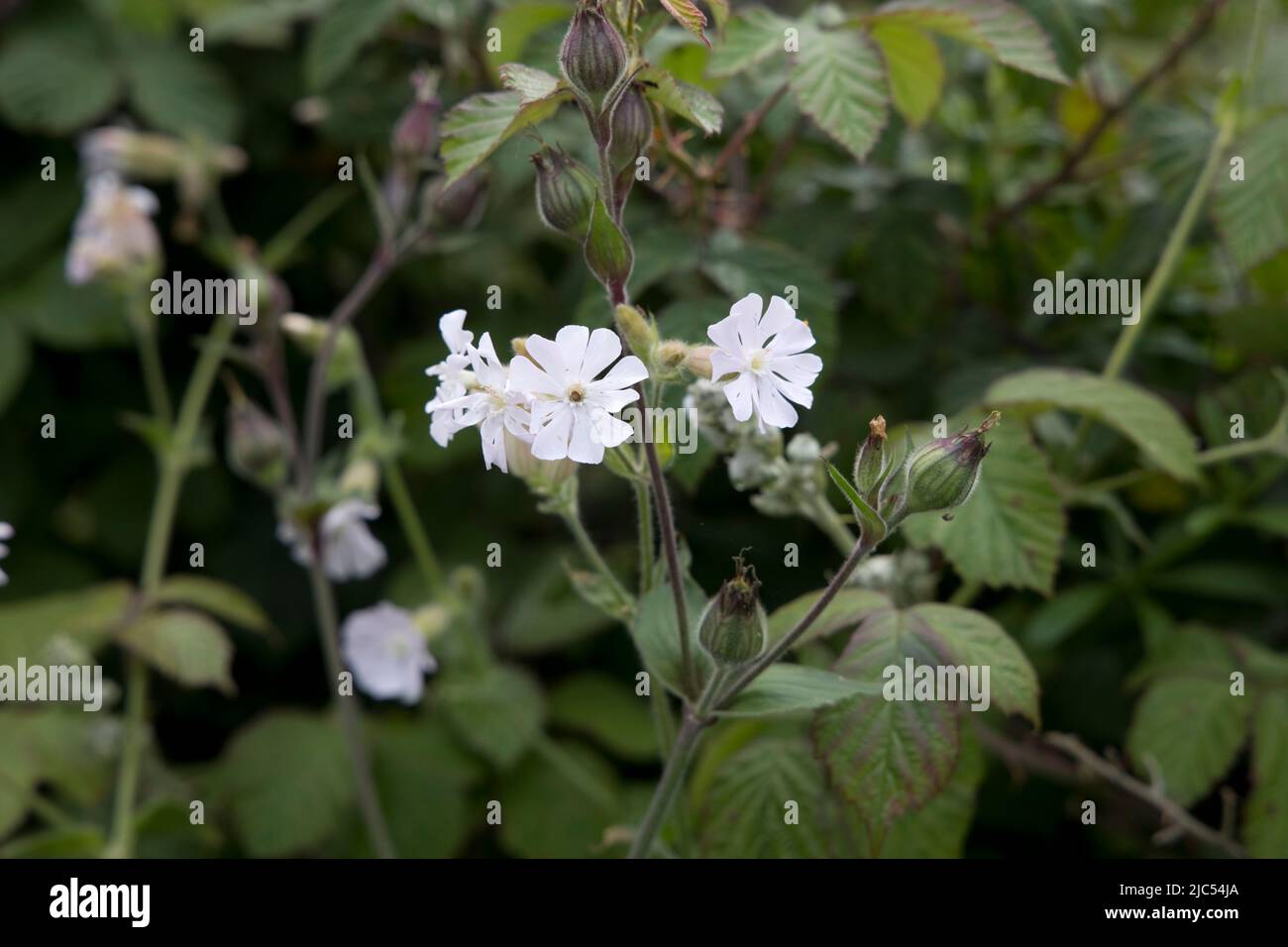 White campion wildflowers Silene latifolia flowers and leaves Cornwall ...