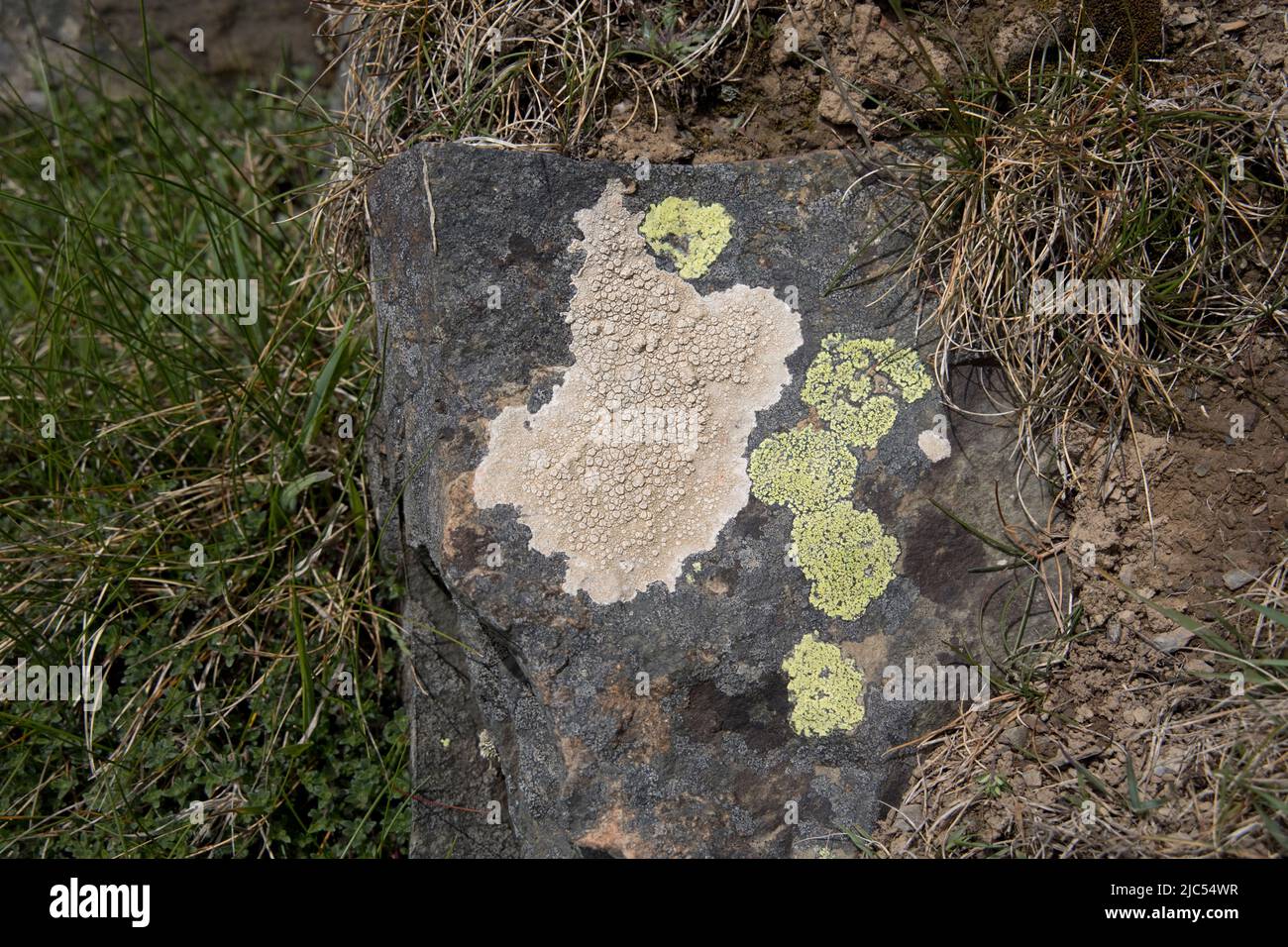 Crustose lichens on stone wall an example of symbiosis between an alga ...