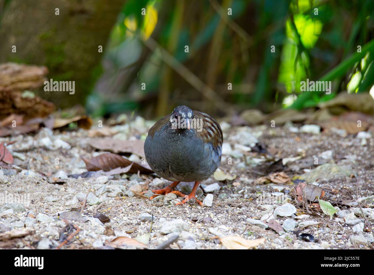 Single or group Malayan Partridges feeding on ground Stock Photo - Alamy