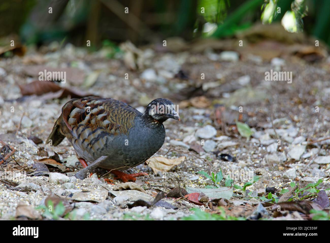 Single or group Malayan Partridges feeding on ground Stock Photo - Alamy