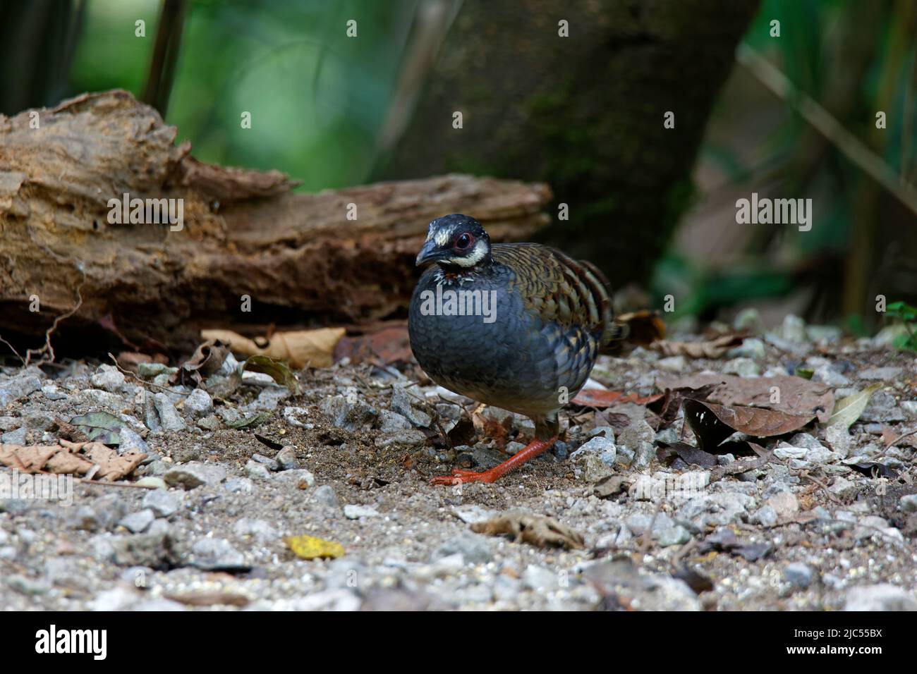 Malayan partridge hi-res stock photography and images - Alamy